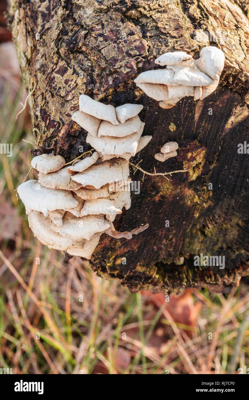 Panellus stipticus, Herber Zwergknäueling Stock Photo - Alamy