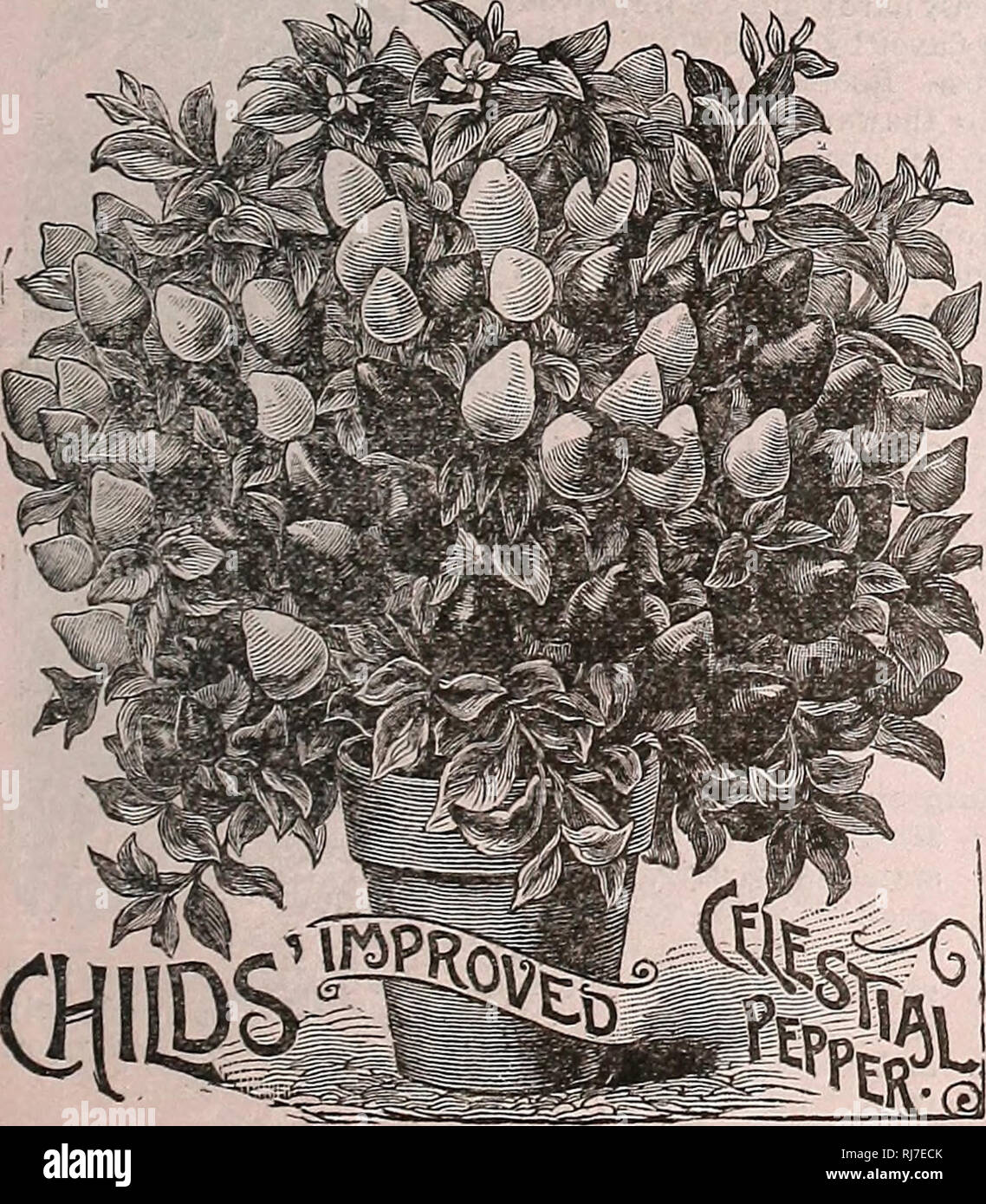 Celestial ways hi-res stock photography and images - Alamy