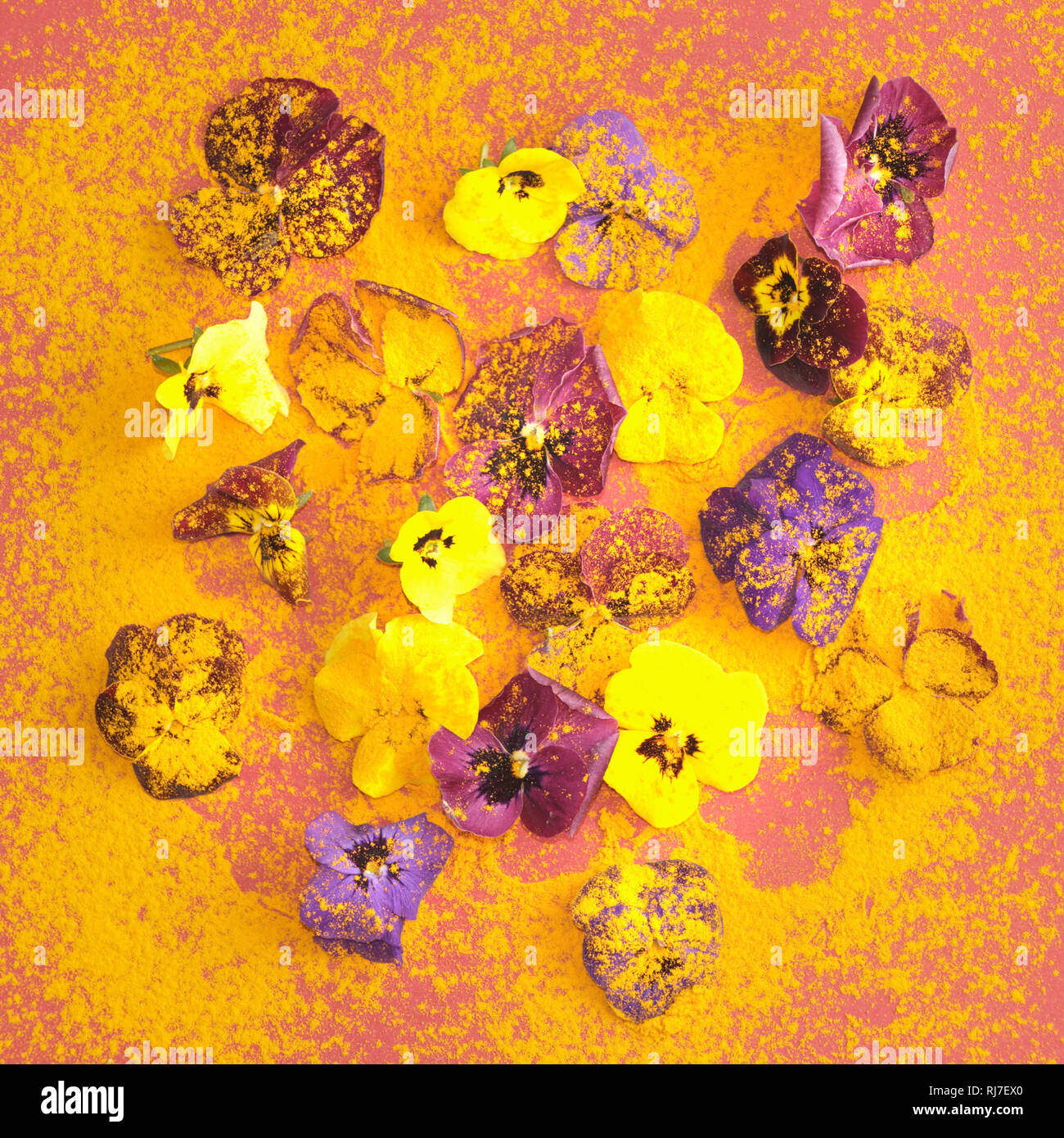 Essbare Blumen High Resolution Stock Photography and Images - Alamy
