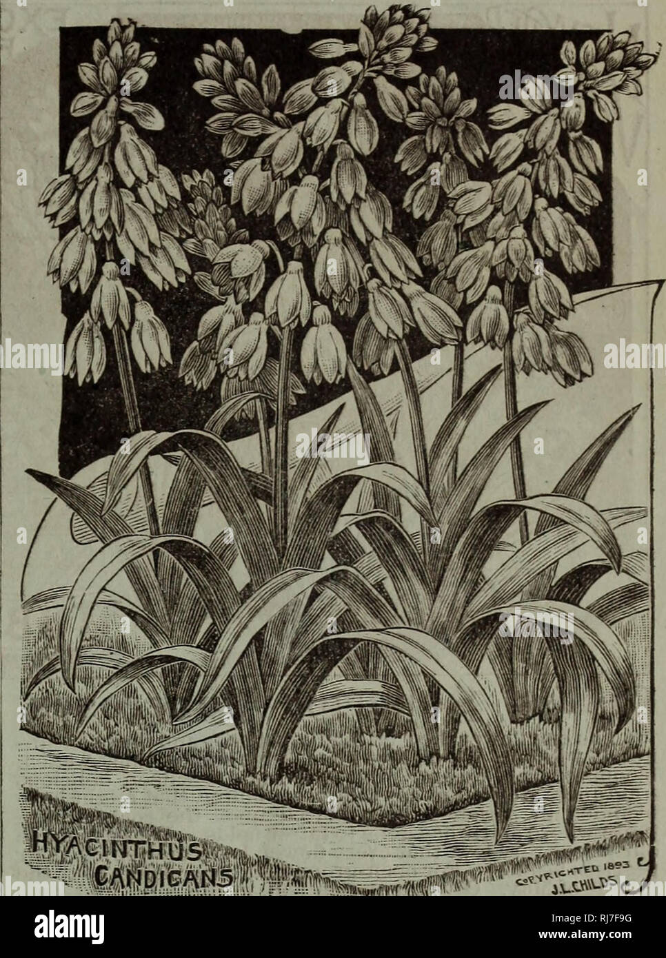 Growing gigantic vegetables hi-res stock photography and images - Alamy