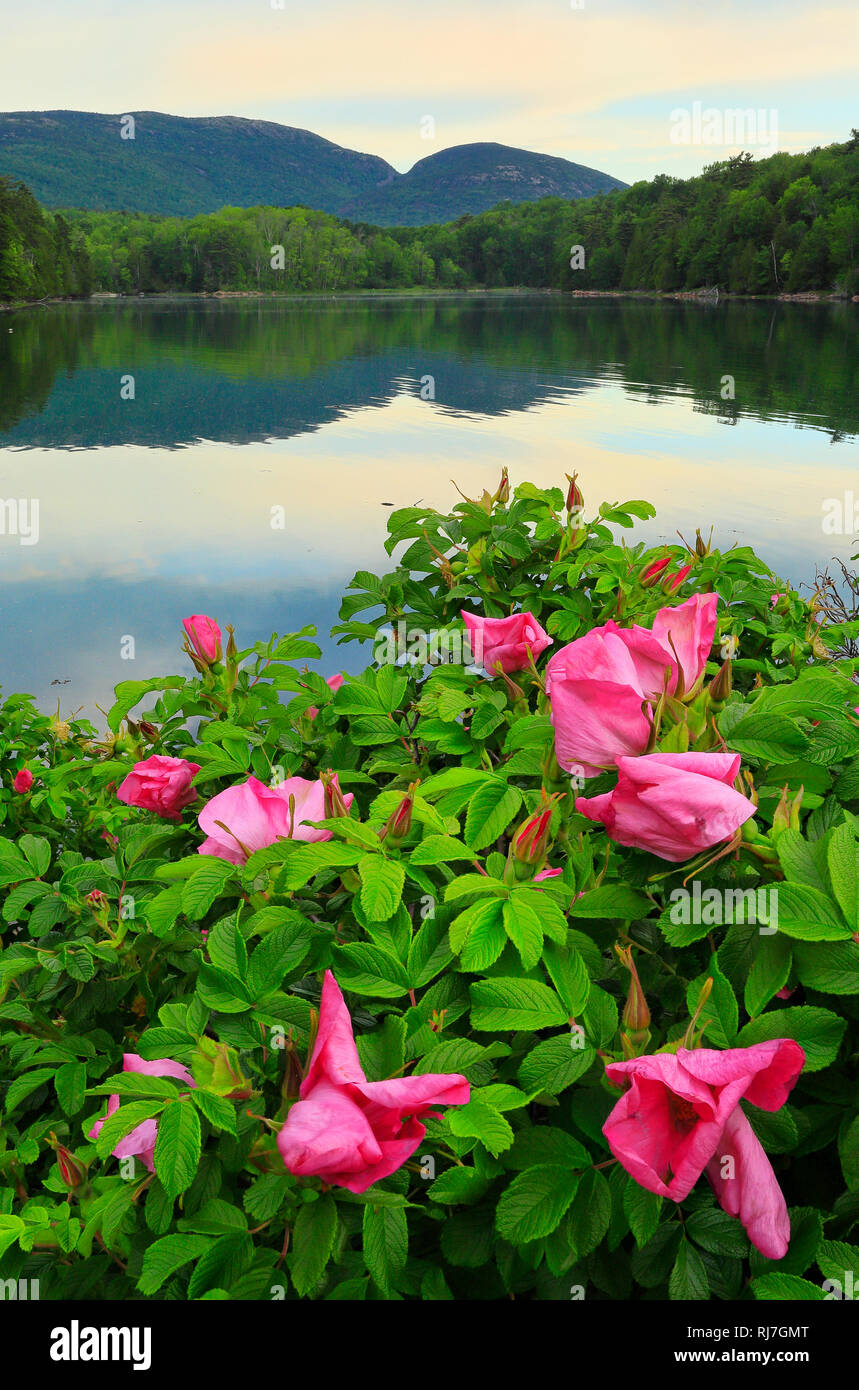 Wild Roses, Otter Cove, Acadia National Park, Maine, USA Stock Photo ...