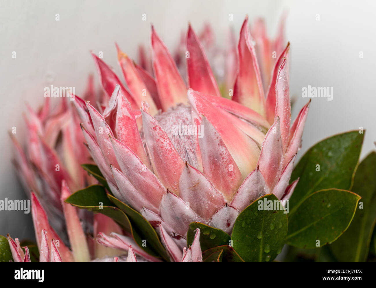 King protea or protea cynaroides the national flower of South Africa ...