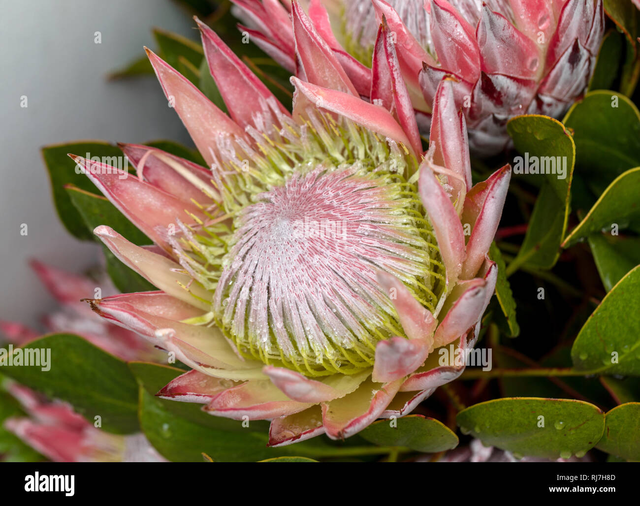 King protea or protea cynaroides the national flower of South Africa ...