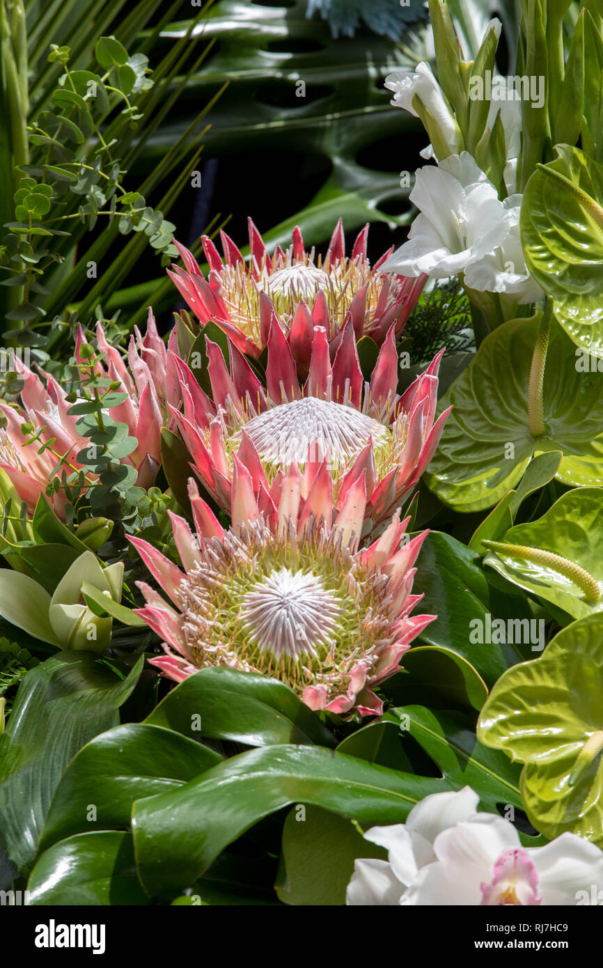 King protea or protea cynaroides the national flower of South Africa ...