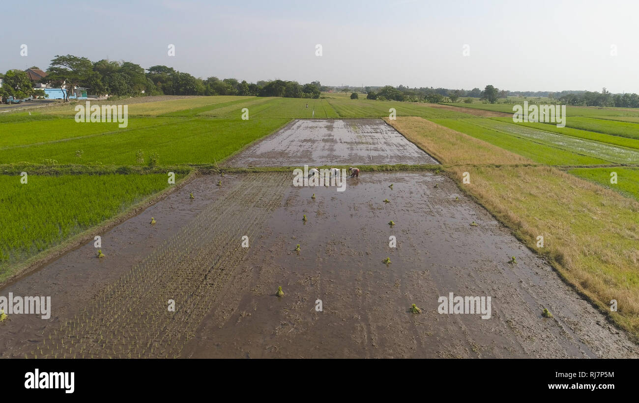 women farmers planting rice while standing in water. aerial view asian ...