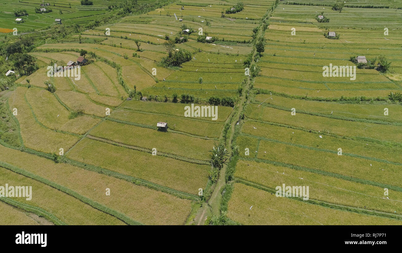 rice fields, agricultural land in countryside. aerial view farmland ...