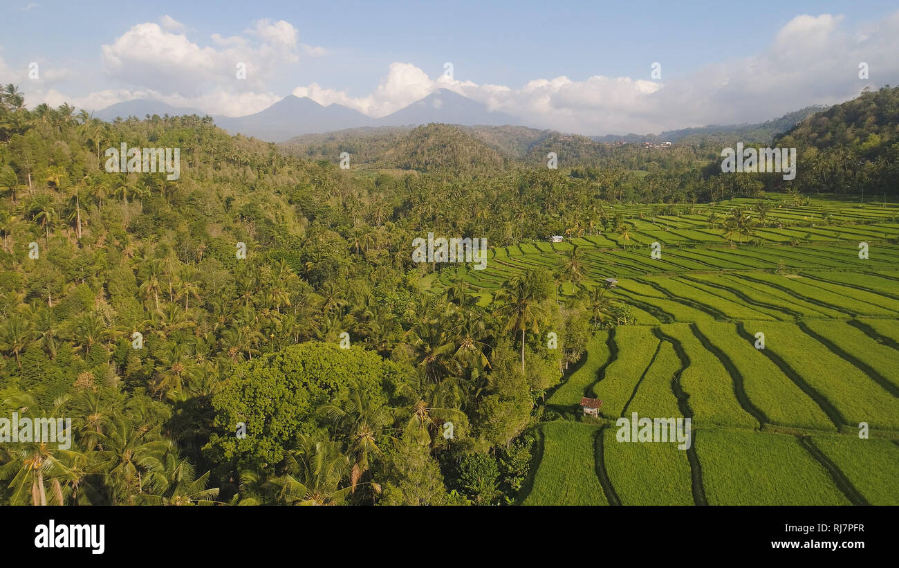 green rice terraces, fields and agricultural land with crops. aerial ...
