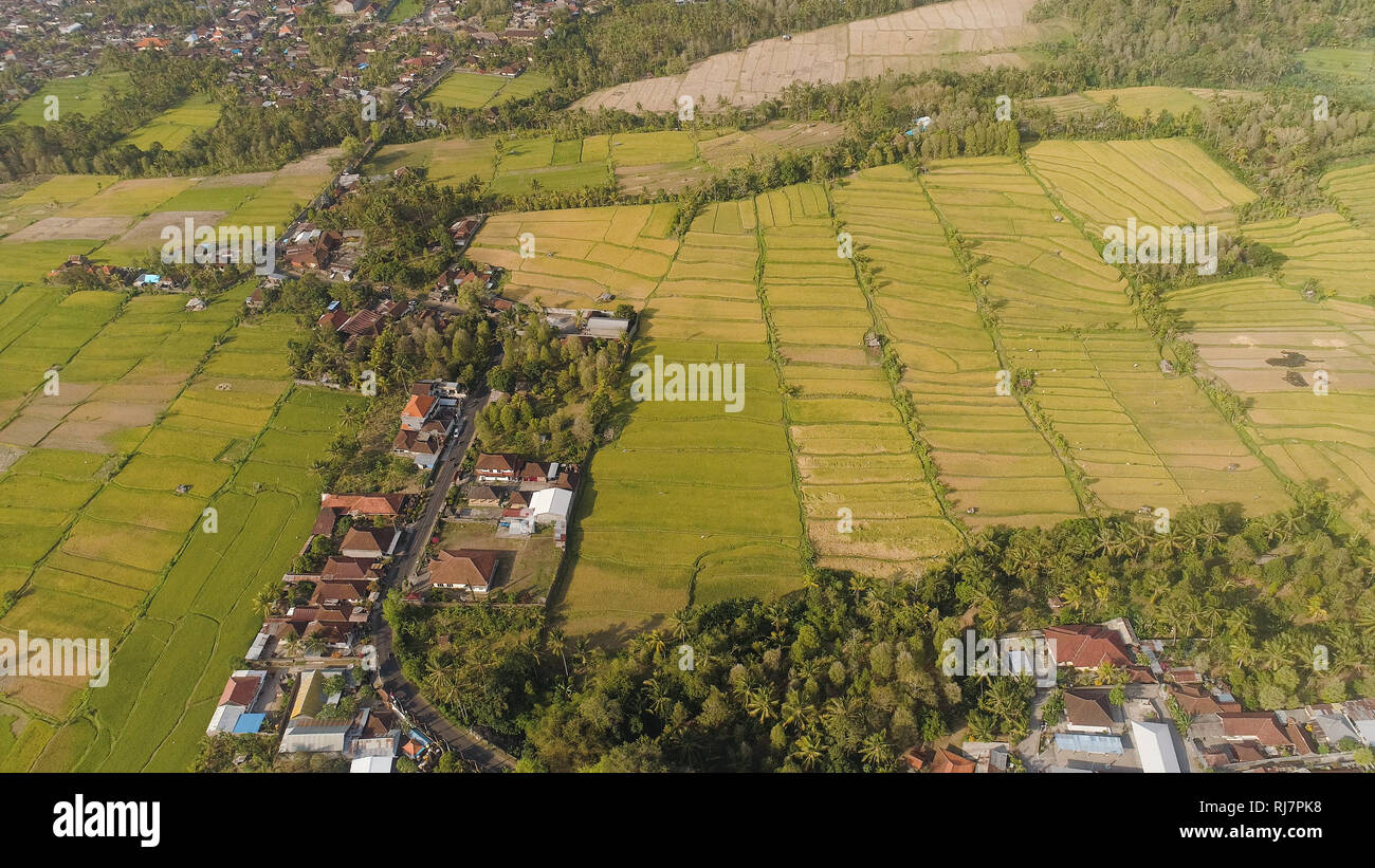 village among rice fields and terraces in Asia. aerial view farmland ...