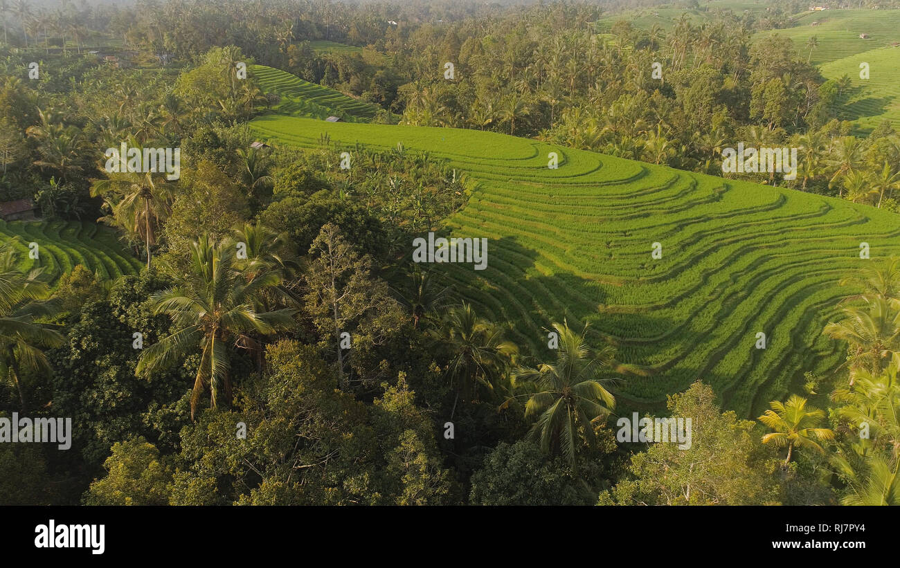 aerial view green rice terrace and agricultural land with crops ...
