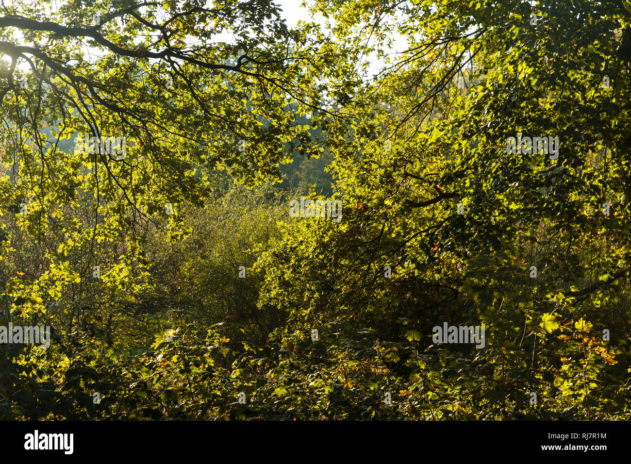 Sun pouring through trees hi-res stock photography and images - Alamy