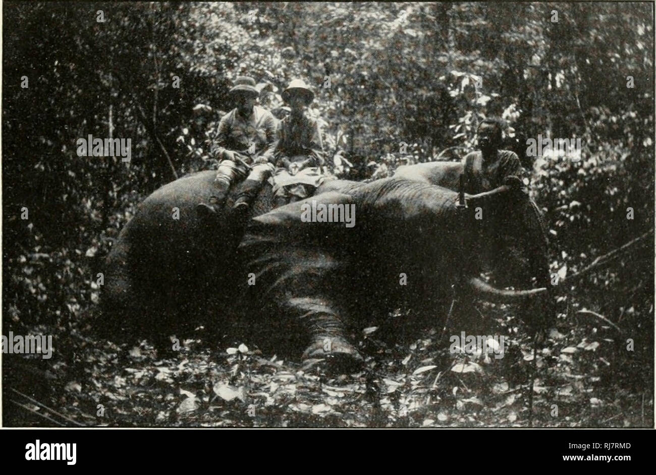 Olive talbot hi-res stock photography and images - Alamy