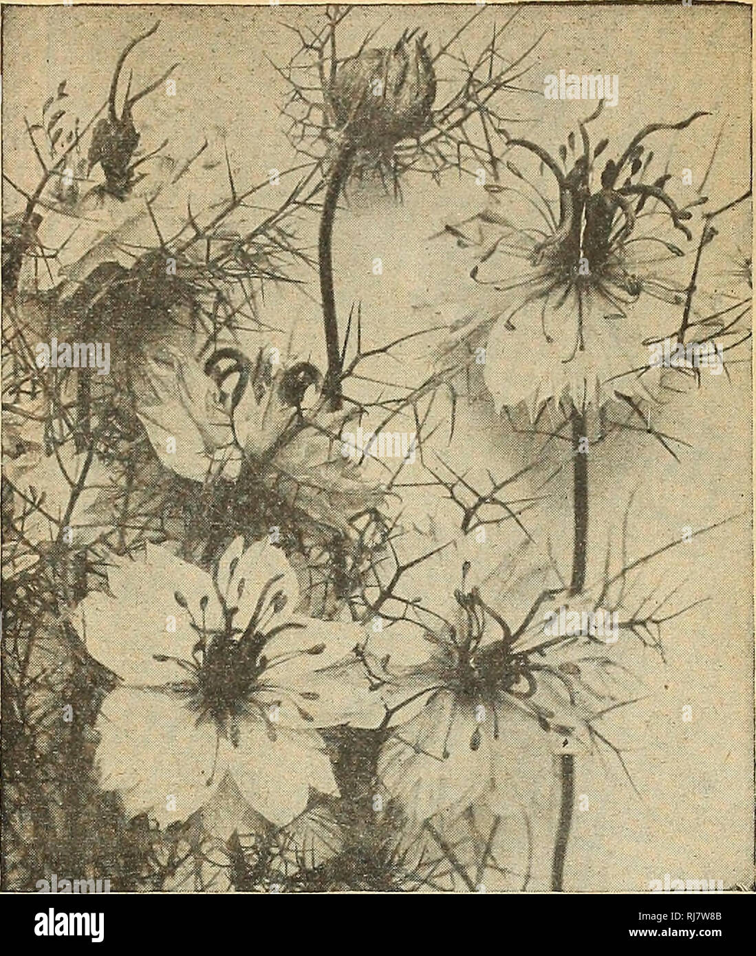 Black window flower boxes hi-res stock photography and images - Alamy