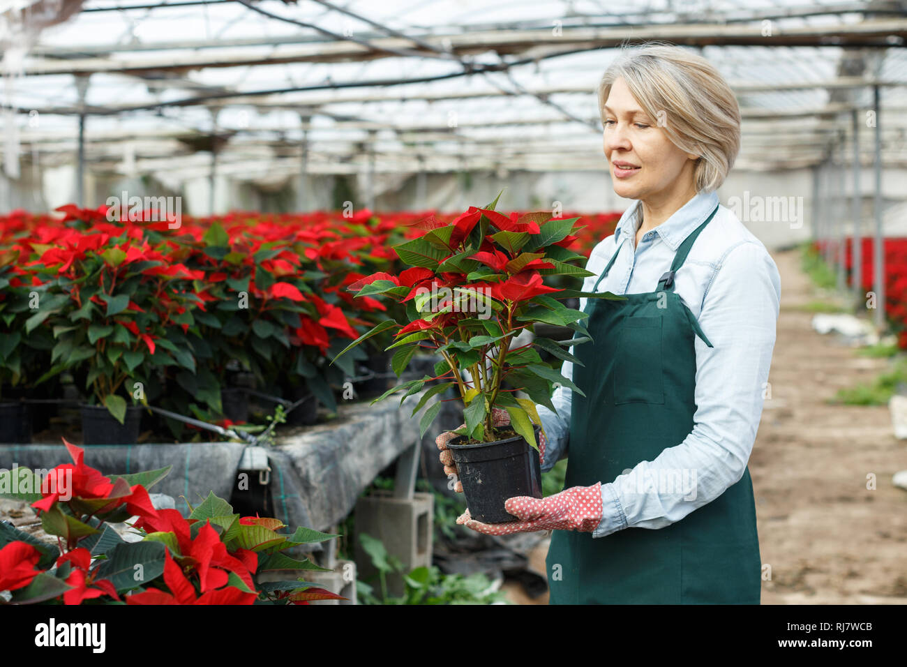 Skilled female florist engaged in cultivation of plants of Euphorbia ...