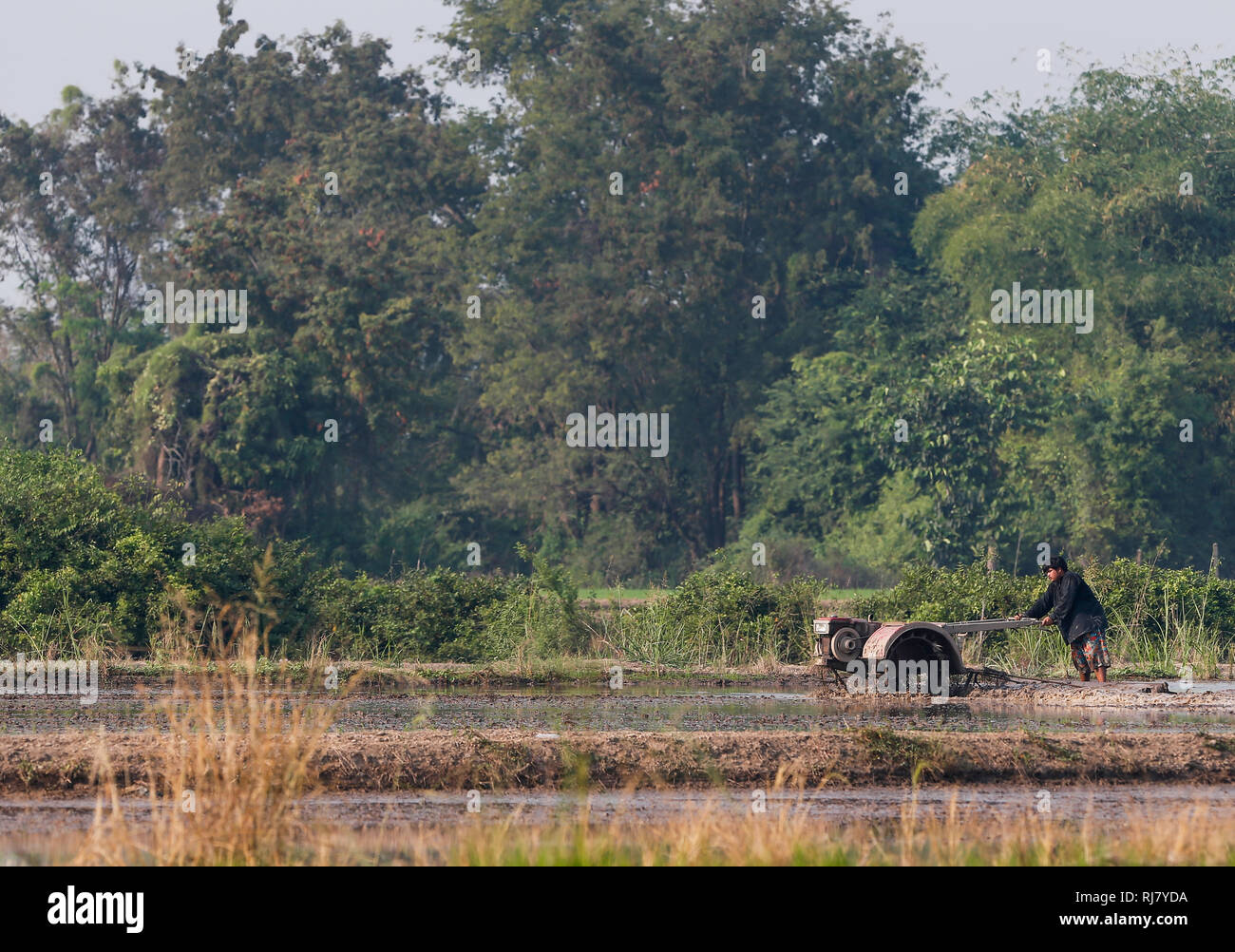 A Thai farmer clear his rice field using motorised plough, instead of ...