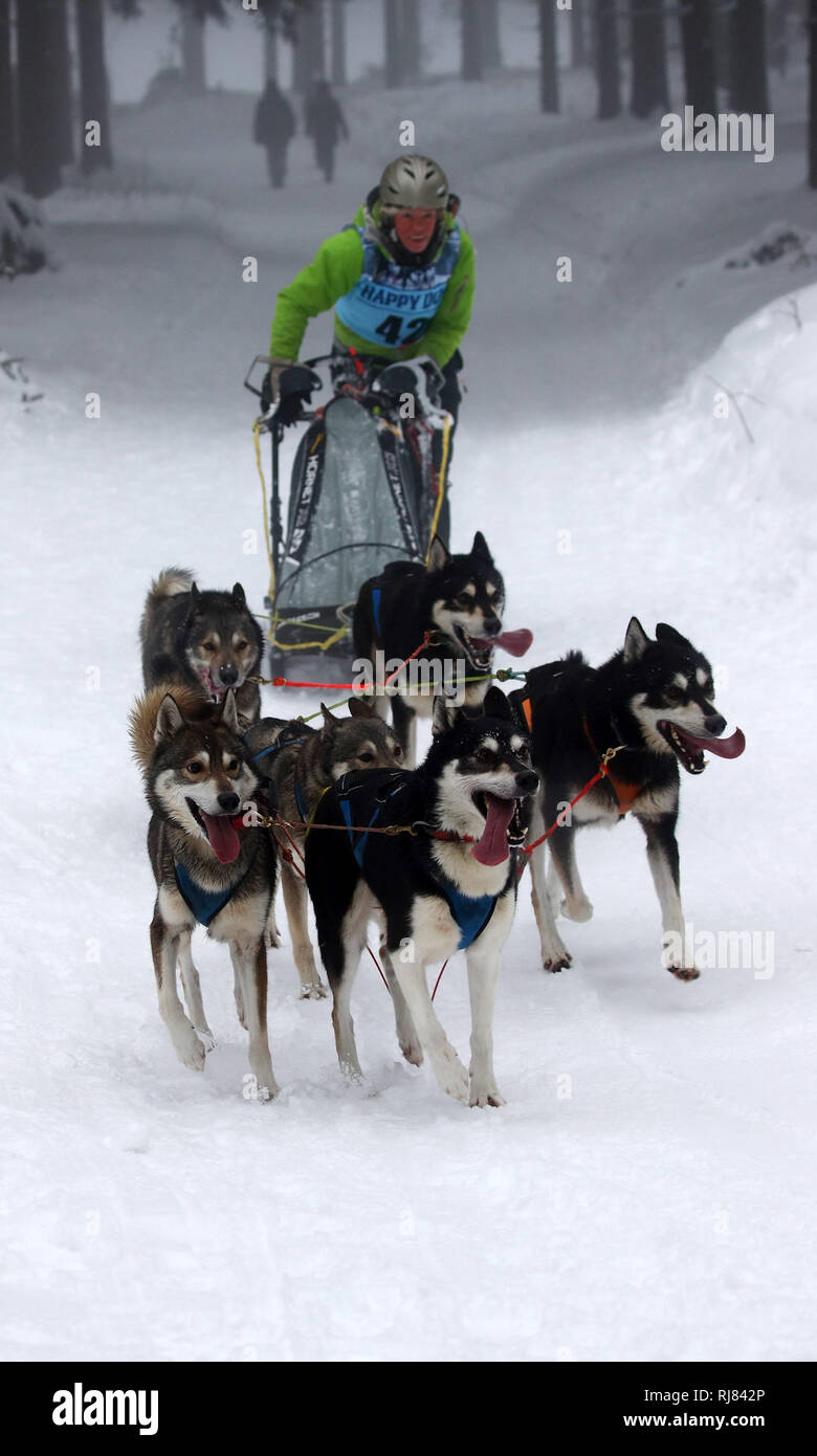 2nd February 2019, Thuringia, Frauenwald, Germany; Sled dog handler Barbara Herbig is on the ...