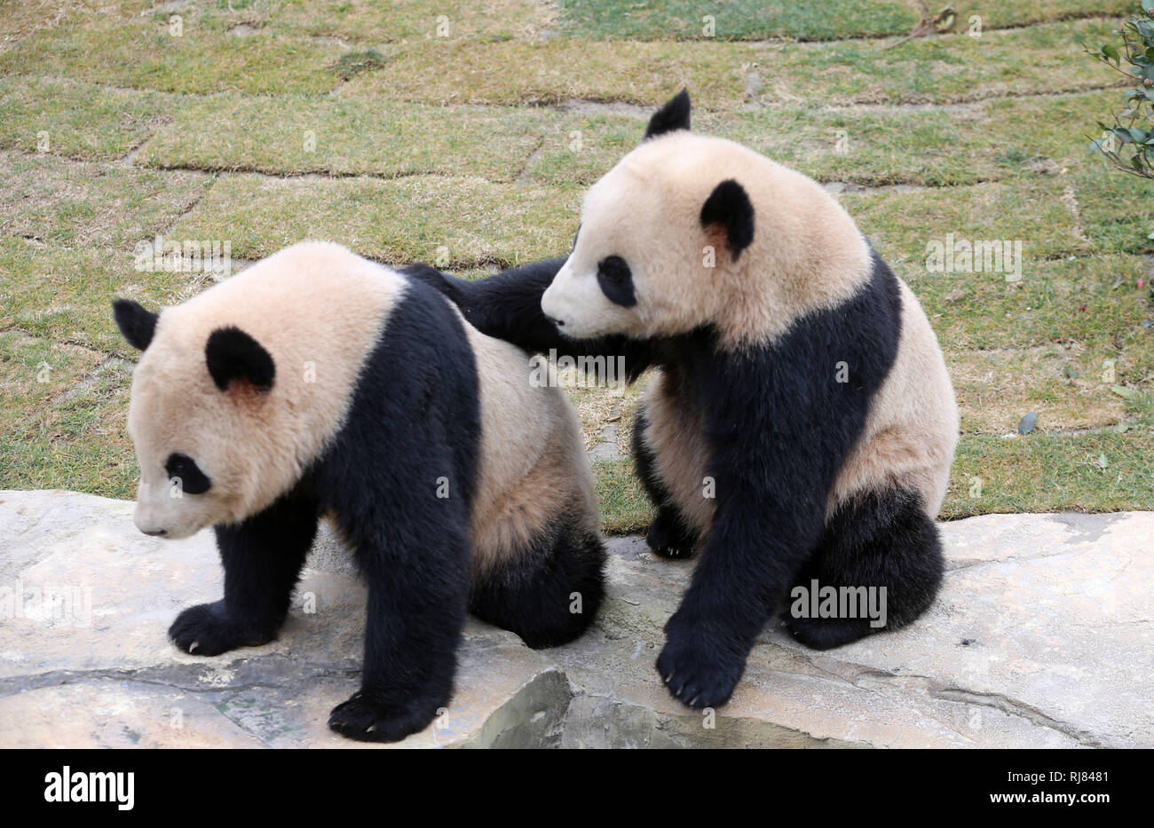 Nantong, China. 5th Feb, 2019. Nantong, CHINA-Two adroable giant pandas ...