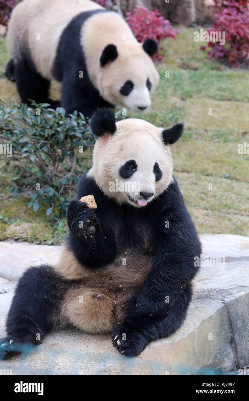 Nantong, China. 5th Feb, 2019. Nantong, CHINA-Two adroable giant pandas ...