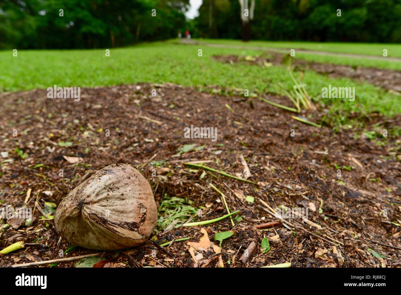 Real coconut images hi-res stock photography and images - Alamy