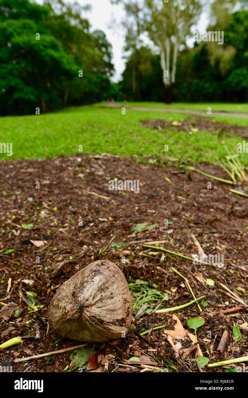 Real coconut images hi-res stock photography and images - Alamy