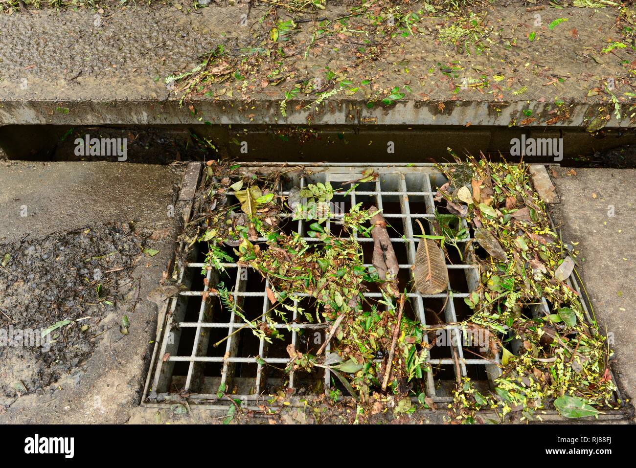 Flood debris stick and leaves lying over a stormwater drain hi-res ...