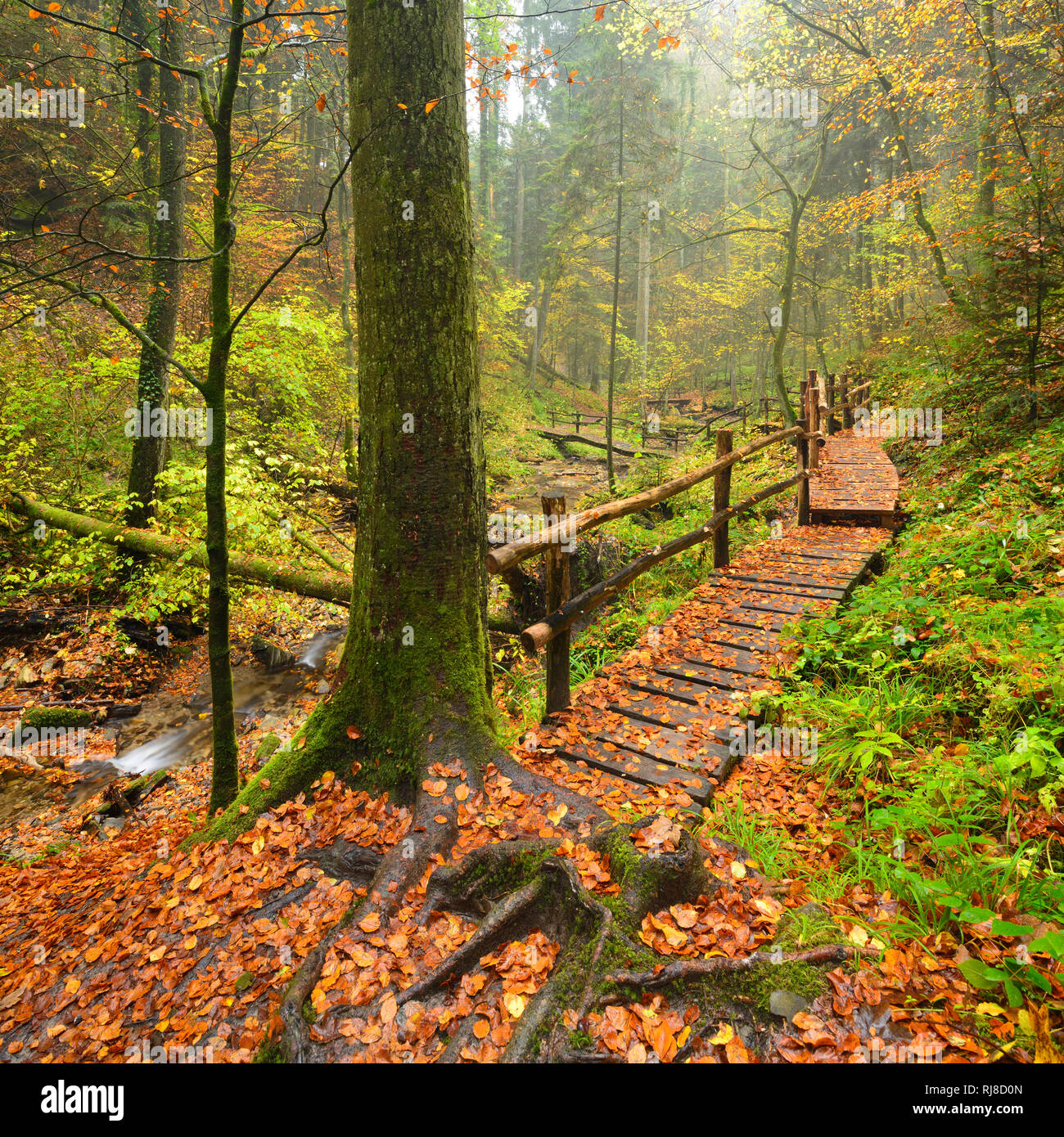 Deutschland, Baden-Württemberg, Schwäbisch-Fränkischer Wald, bei ...