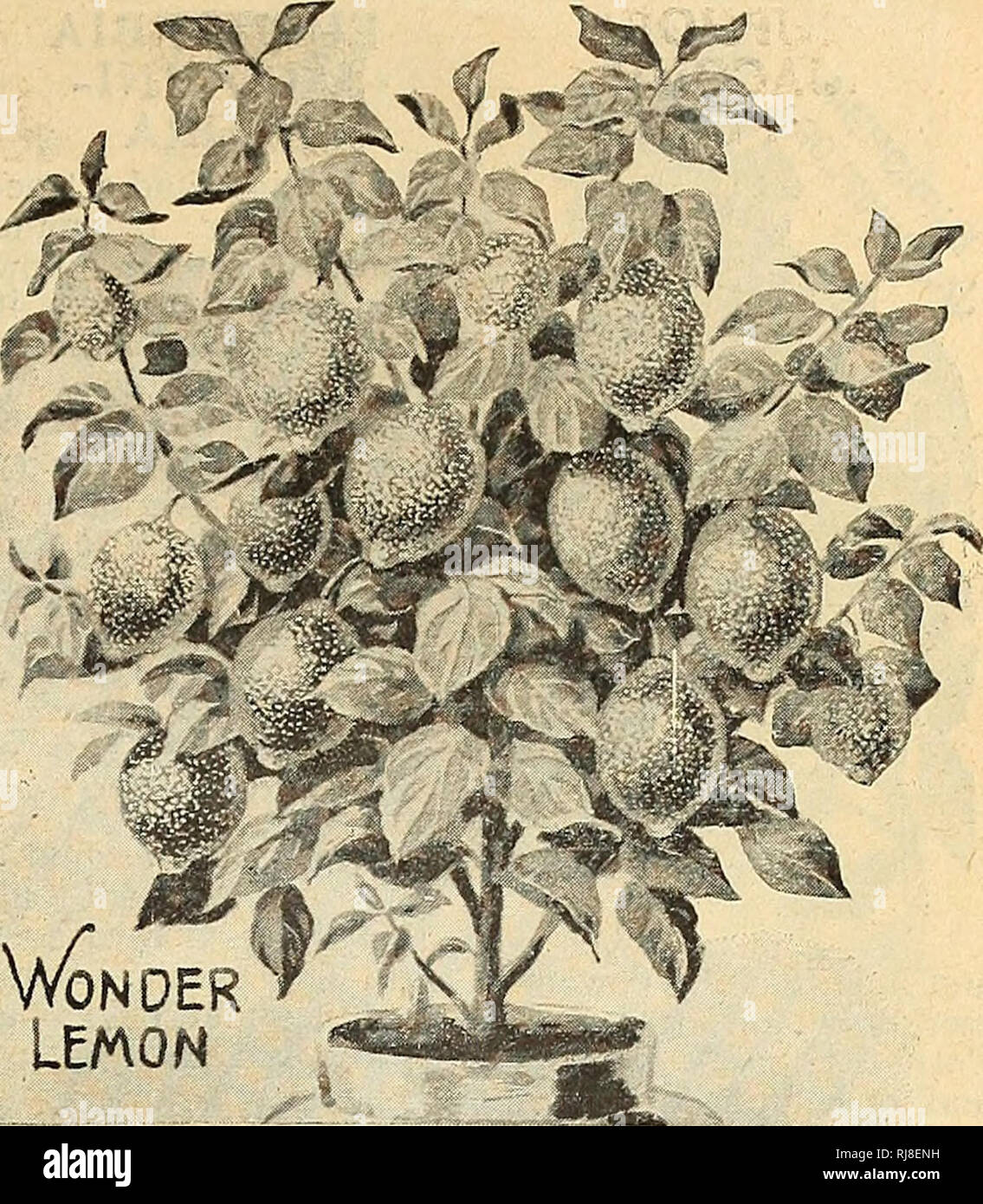 Ros childs hi-res stock photography and images - Alamy