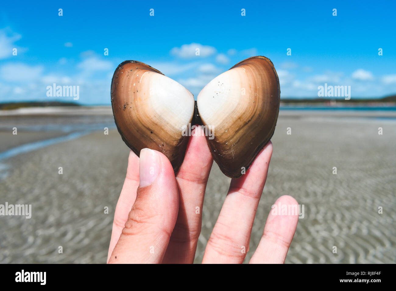 Hand holding butterfly shaped seashells at Coroa do Aviao islet ...