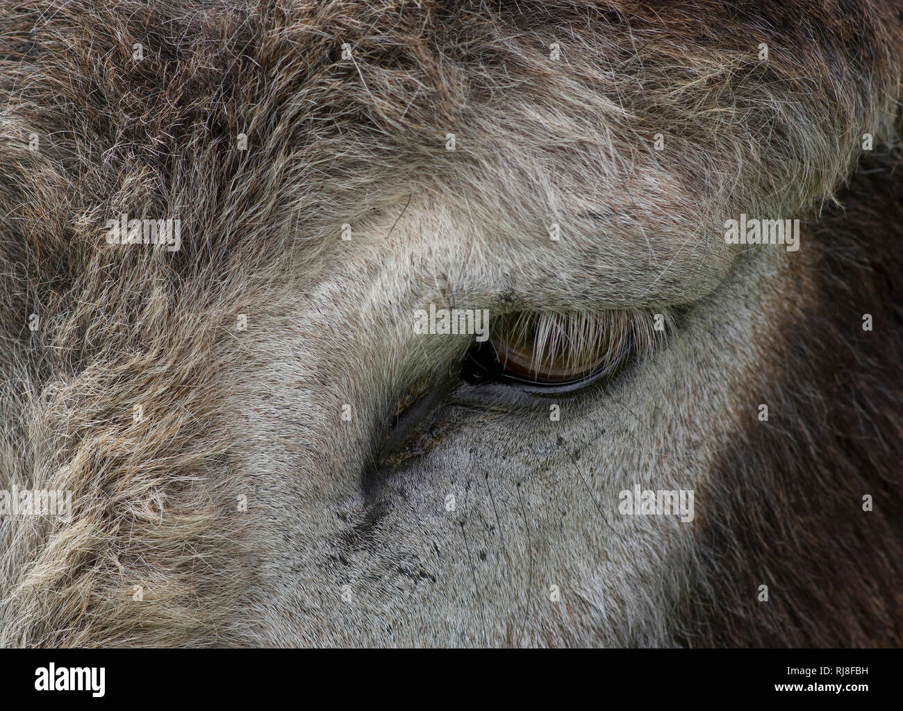 Esel (Equus asinus asinus), Auge, close-up Stock Photo - Alamy
