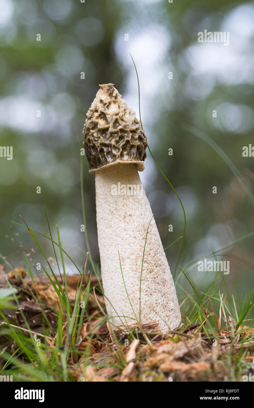 Morchel hi-res stock photography and images - Alamy