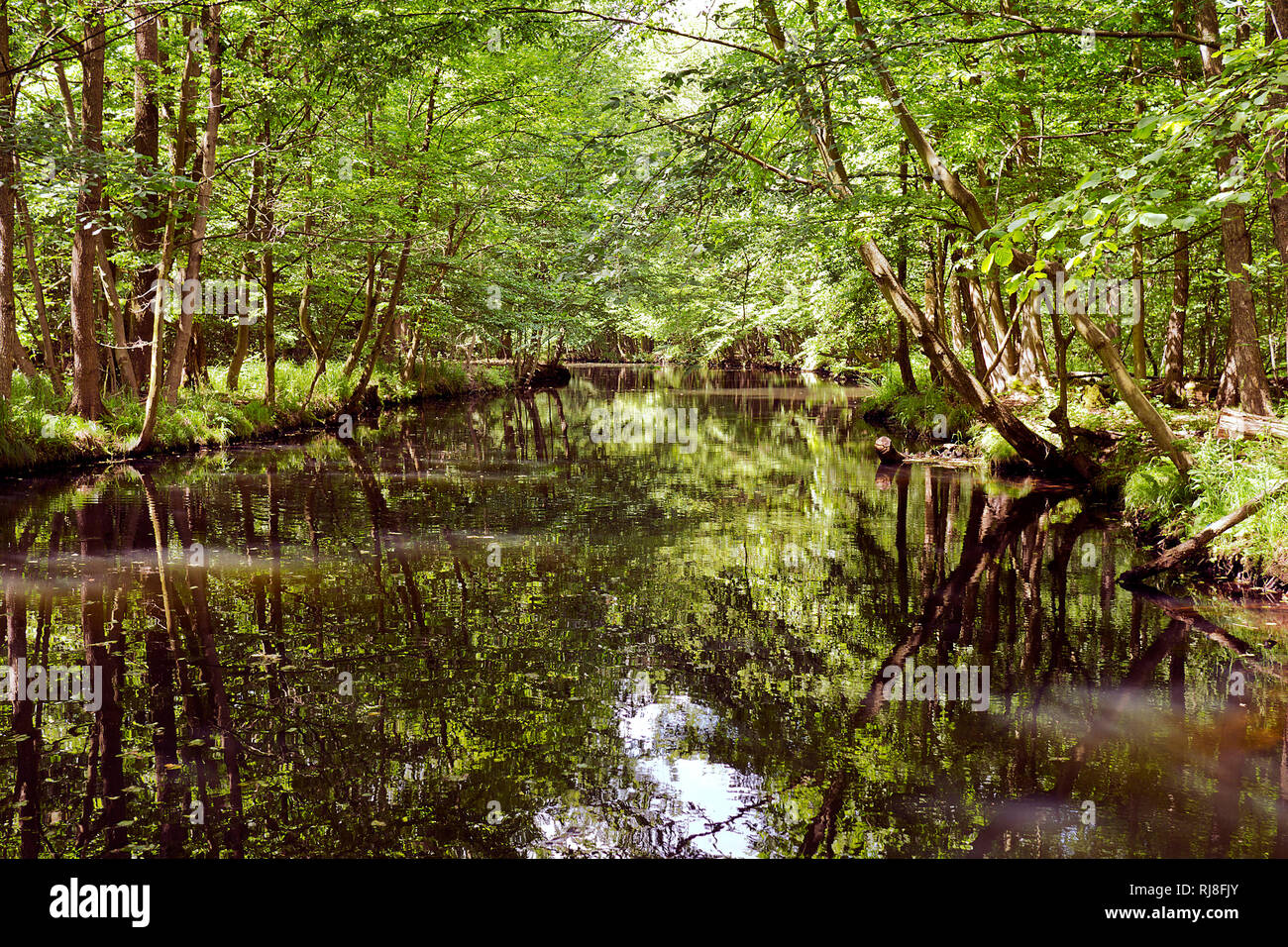 Die Spree im Unteren Spreewald Stock Photo - Alamy