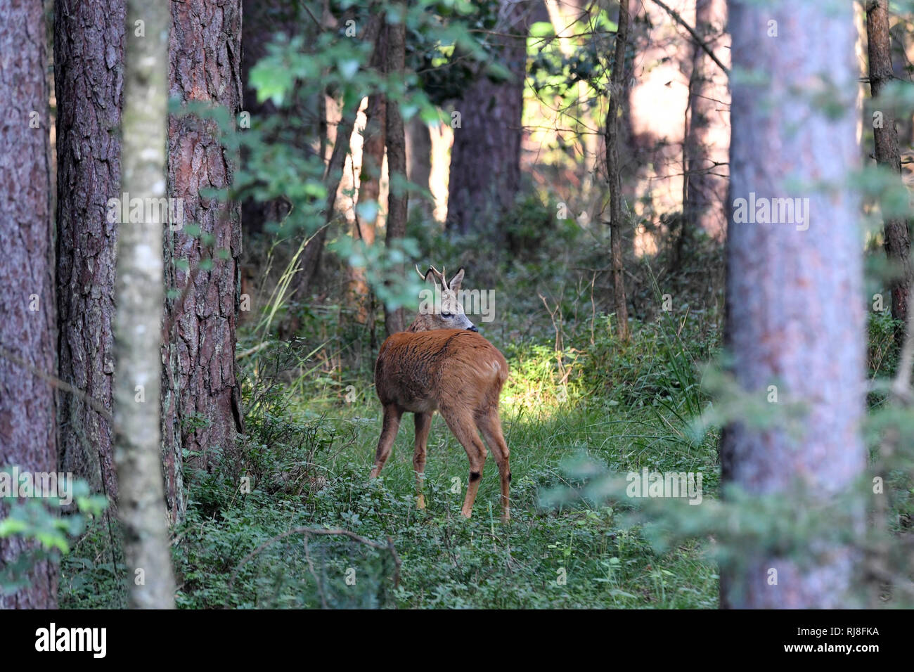 Rehe hi-res stock photography and images - Alamy