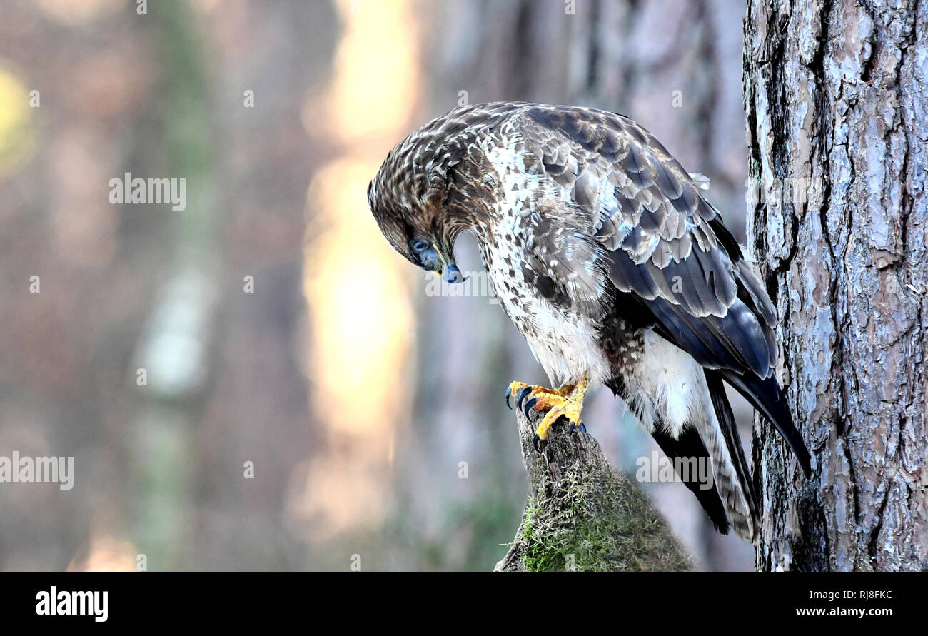 Bussarde High Resolution Stock Photography and Images - Alamy