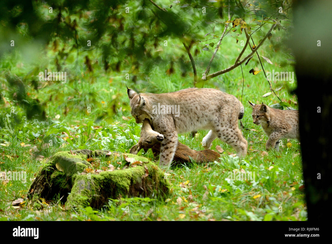 Luchs mit Beute Stock Photo - Alamy