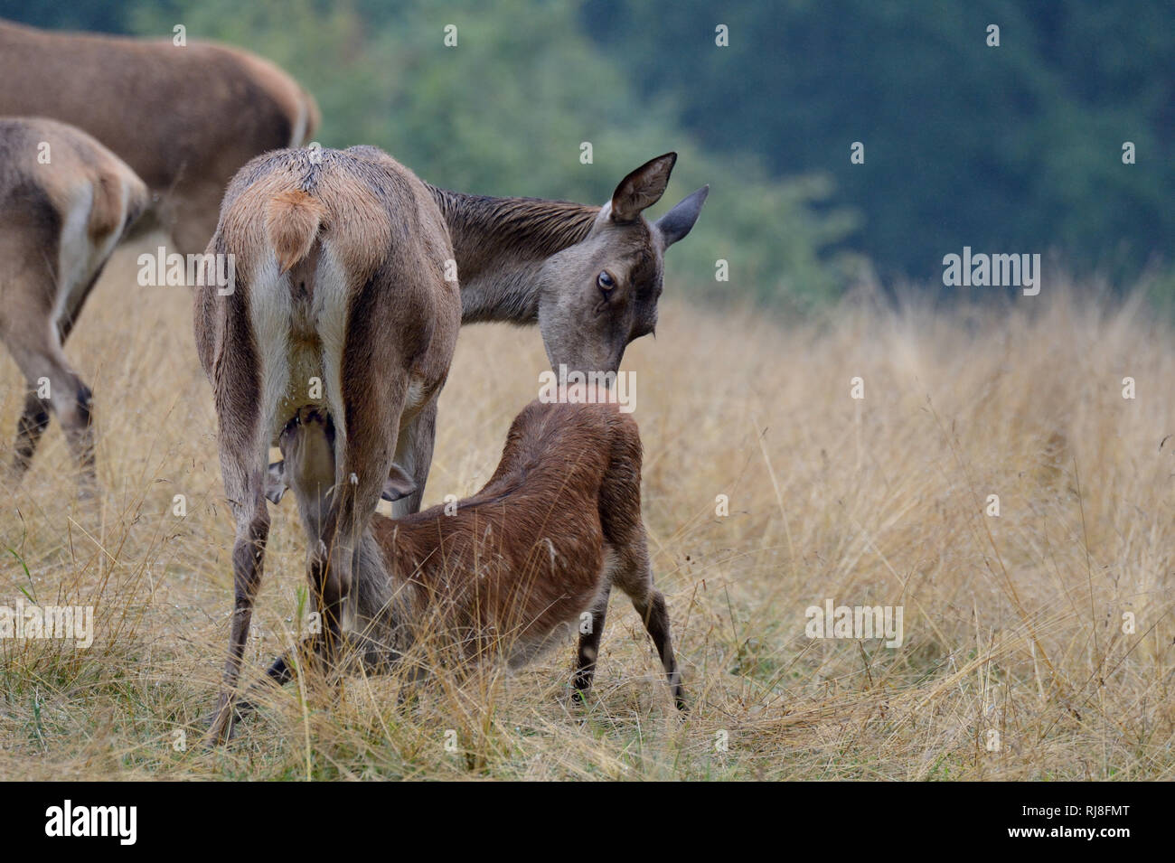 Saugende hirschkuh hi-res stock photography and images - Alamy
