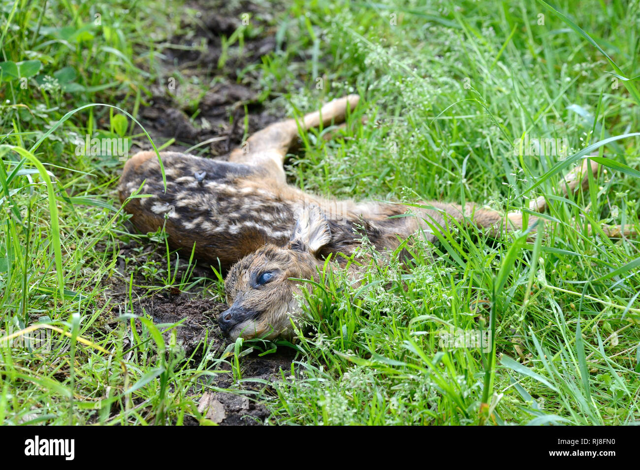 Capreolus capreolus jungtier kitz reh hi-res stock photography and ...