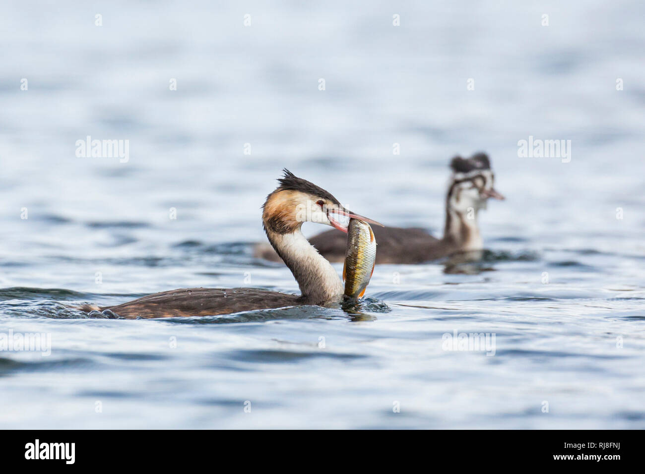 Mit fisch hi-res stock photography and images - Alamy