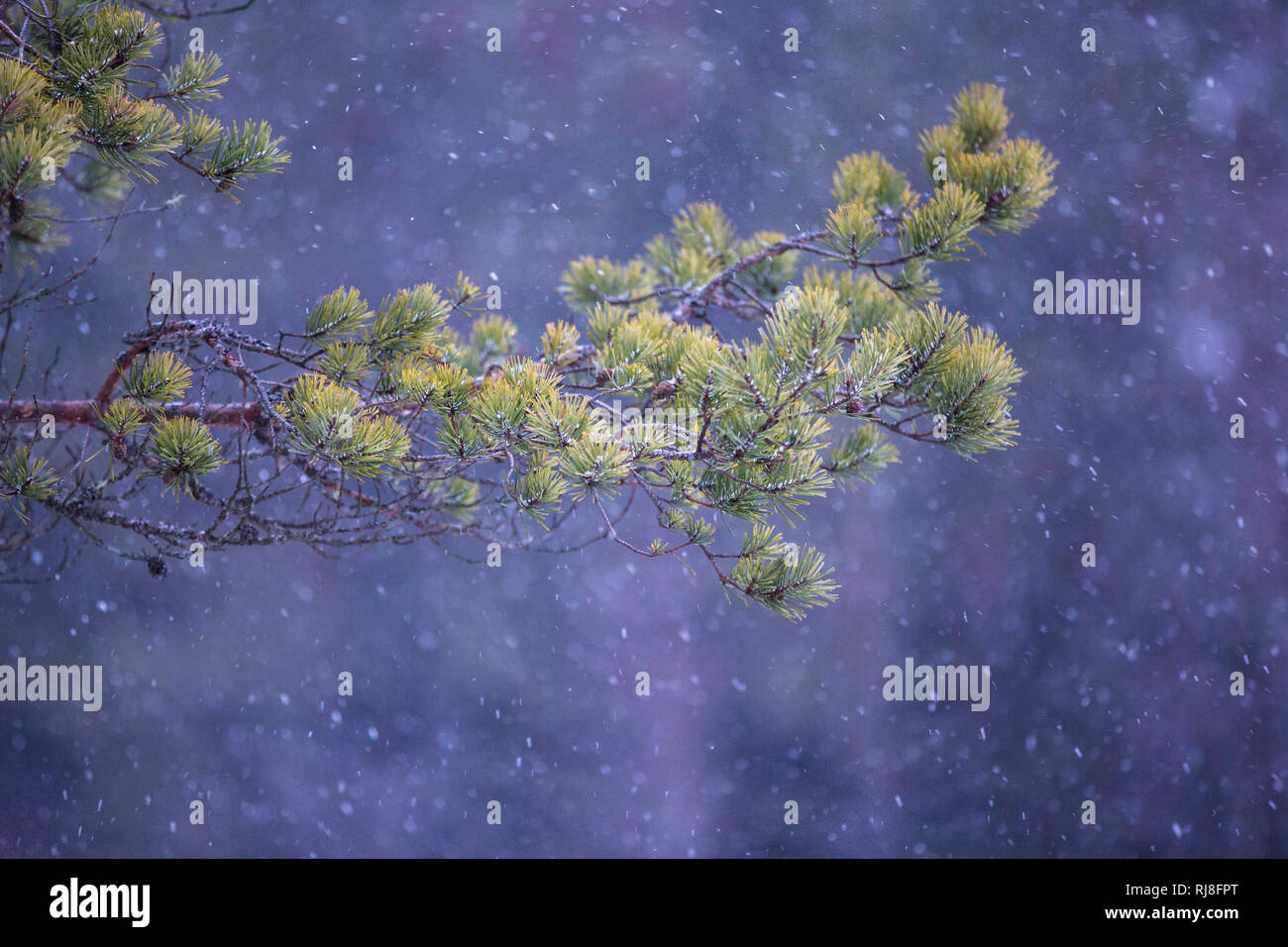 Baum Zweig Stock Trocken Ast Von Ein Baum. Illustration Von Blattlos