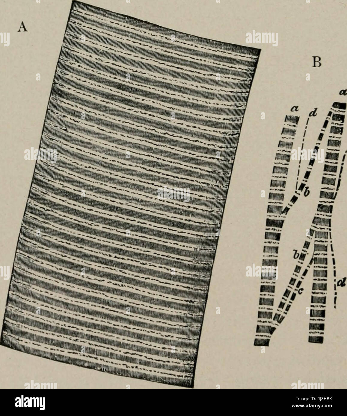Sharpey fiber hi-res stock photography and images - Alamy