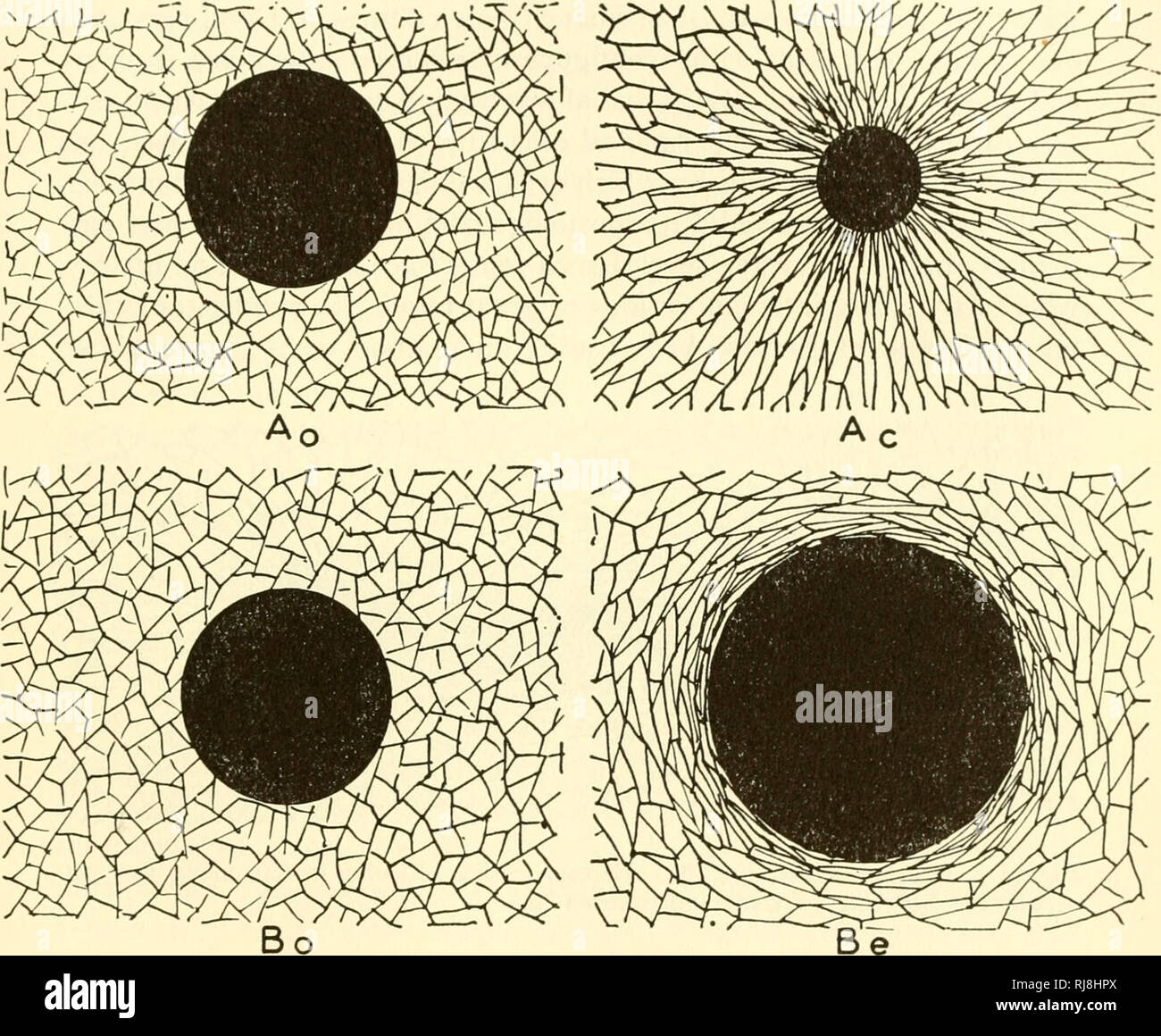 . The chemistry and physiology of growth. Growth; Biochemistry ...