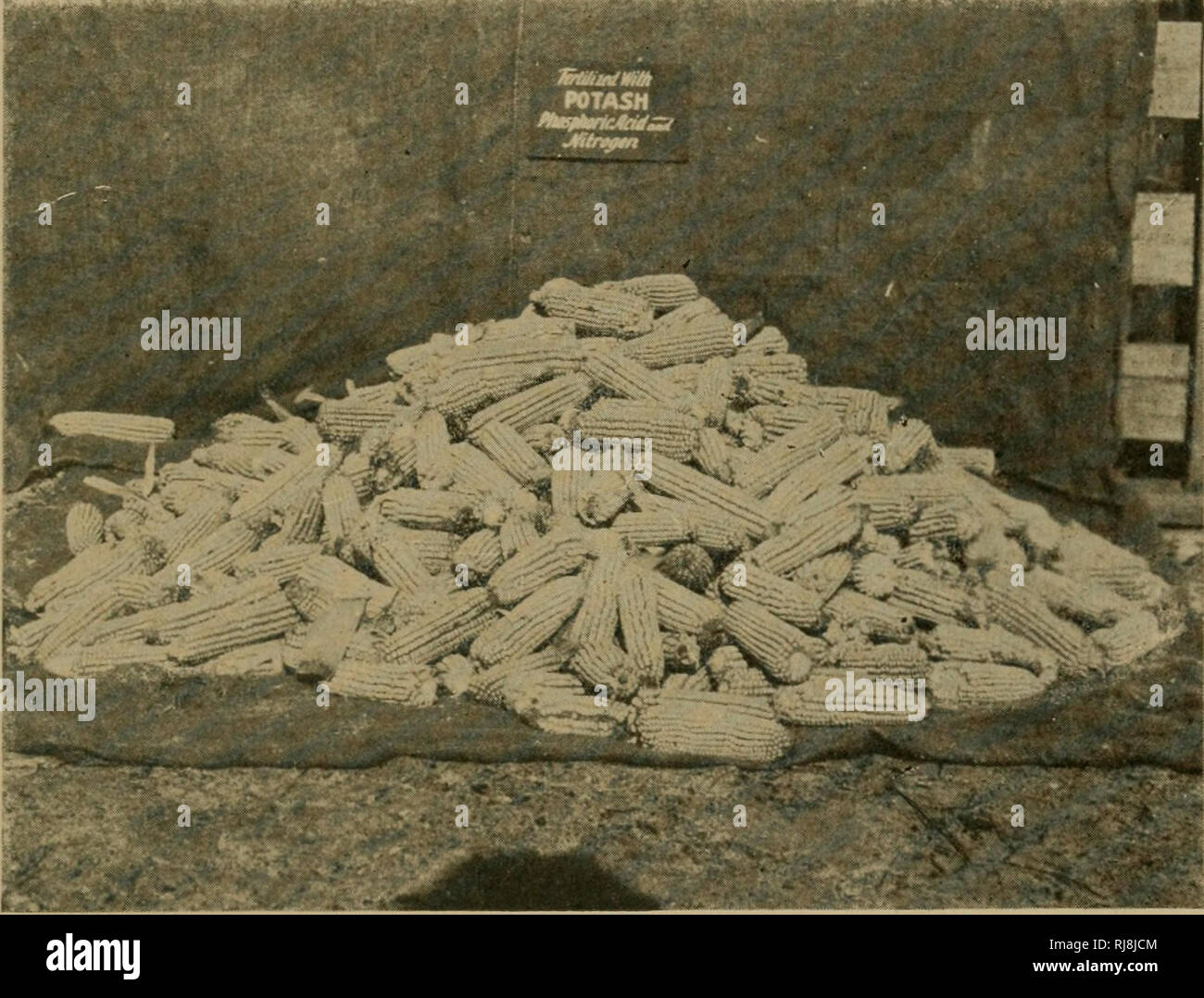 Abundance guano hi-res stock photography and images - Alamy