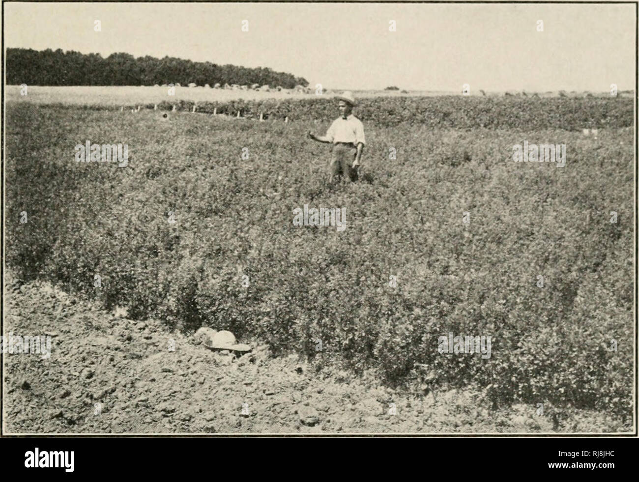 Dry cured hay hi-res stock photography and images - Alamy