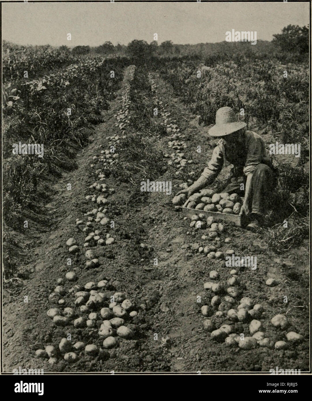 Dry cured hay hi-res stock photography and images - Alamy