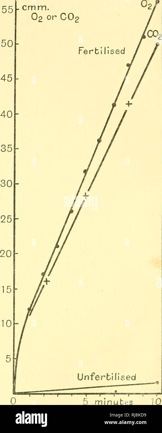 Demon egg hi-res stock photography and images - Alamy