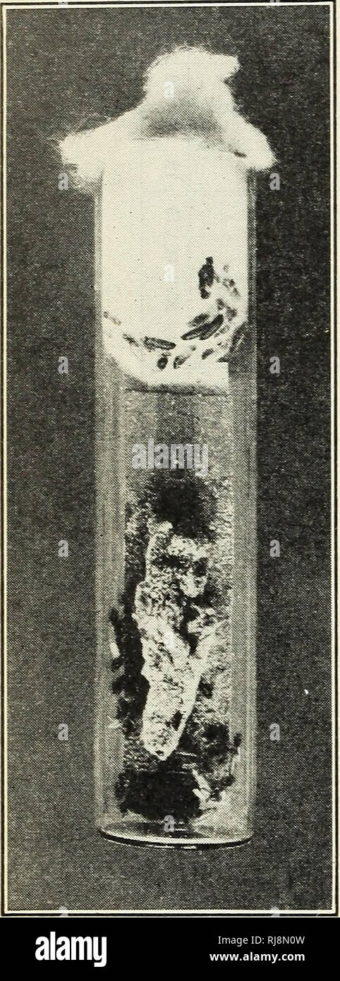 Skipper life cycle hi-res stock photography and images - Alamy