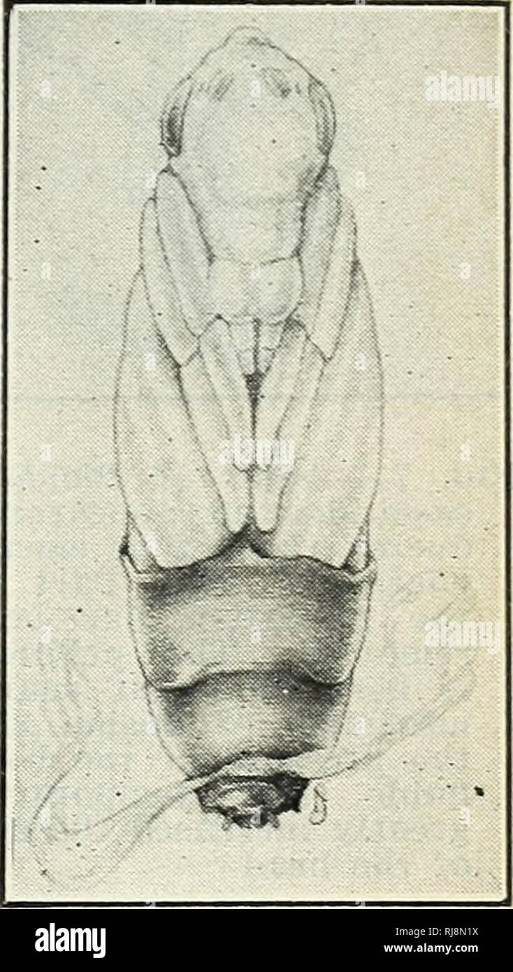 . The cheese skipper as a pest in cured meats. Meat; Insect pests; Meat ...