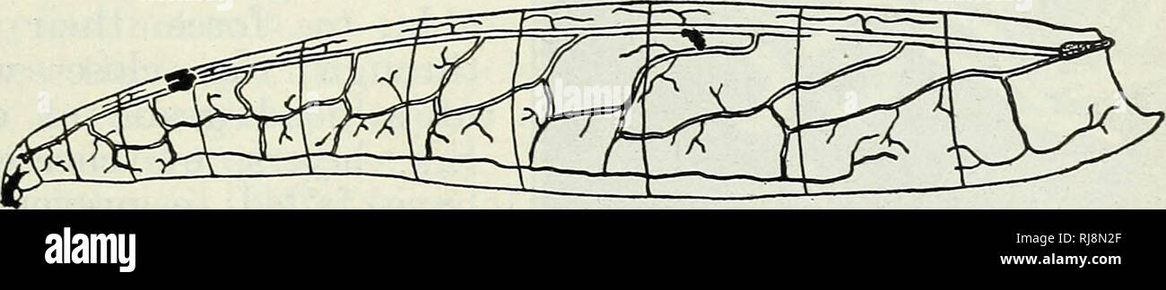 . The cheese skipper as a pest in cured meats. Meat; Insect pests; Meat ...