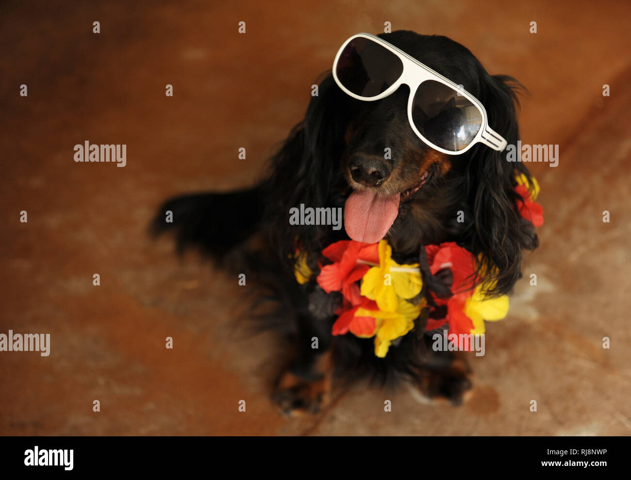 Langhaardackel langhaar dackel teckel dachshund hi-res stock ...