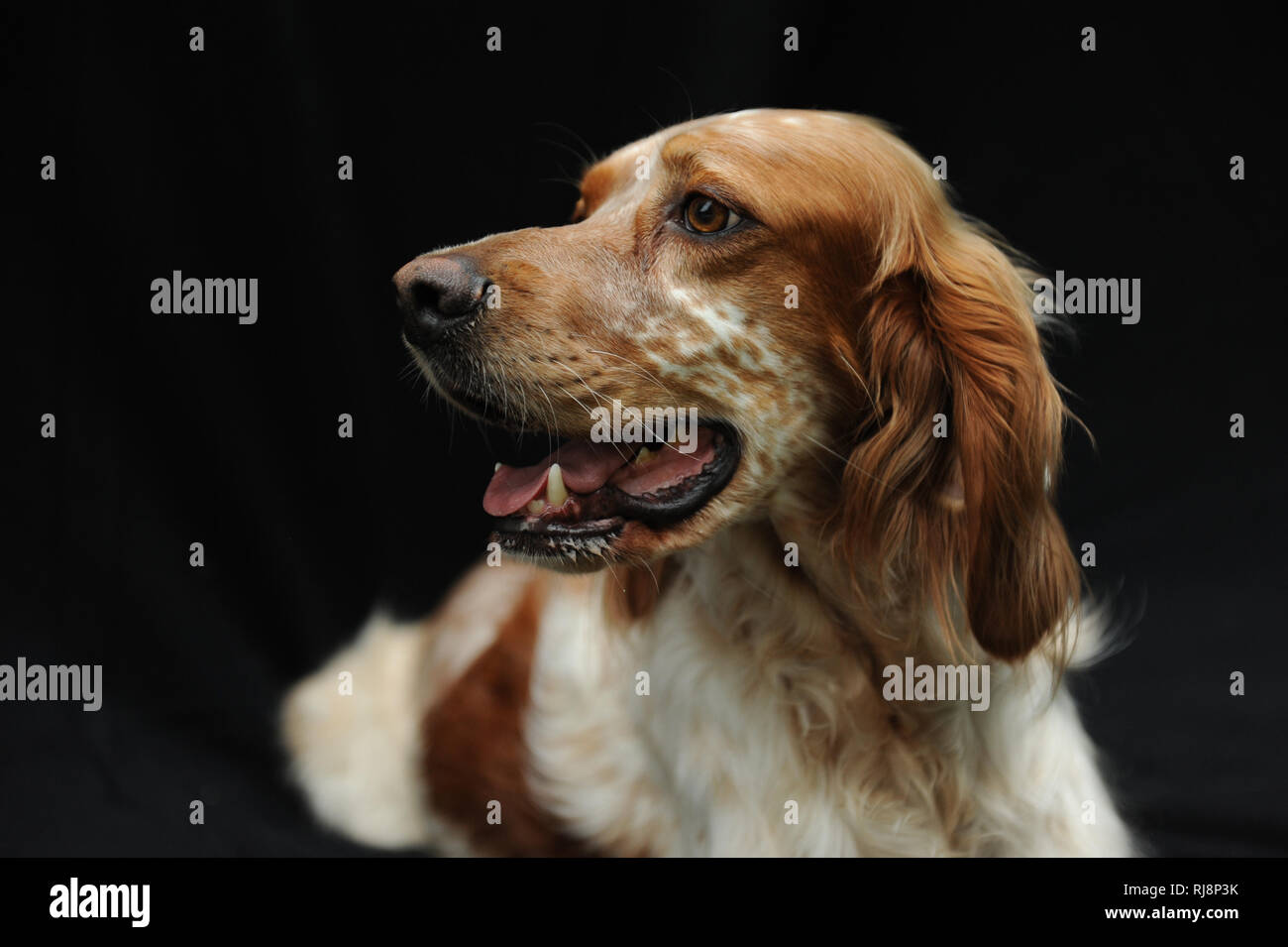 Welsh Springer Spaniel Stock Photo - Alamy