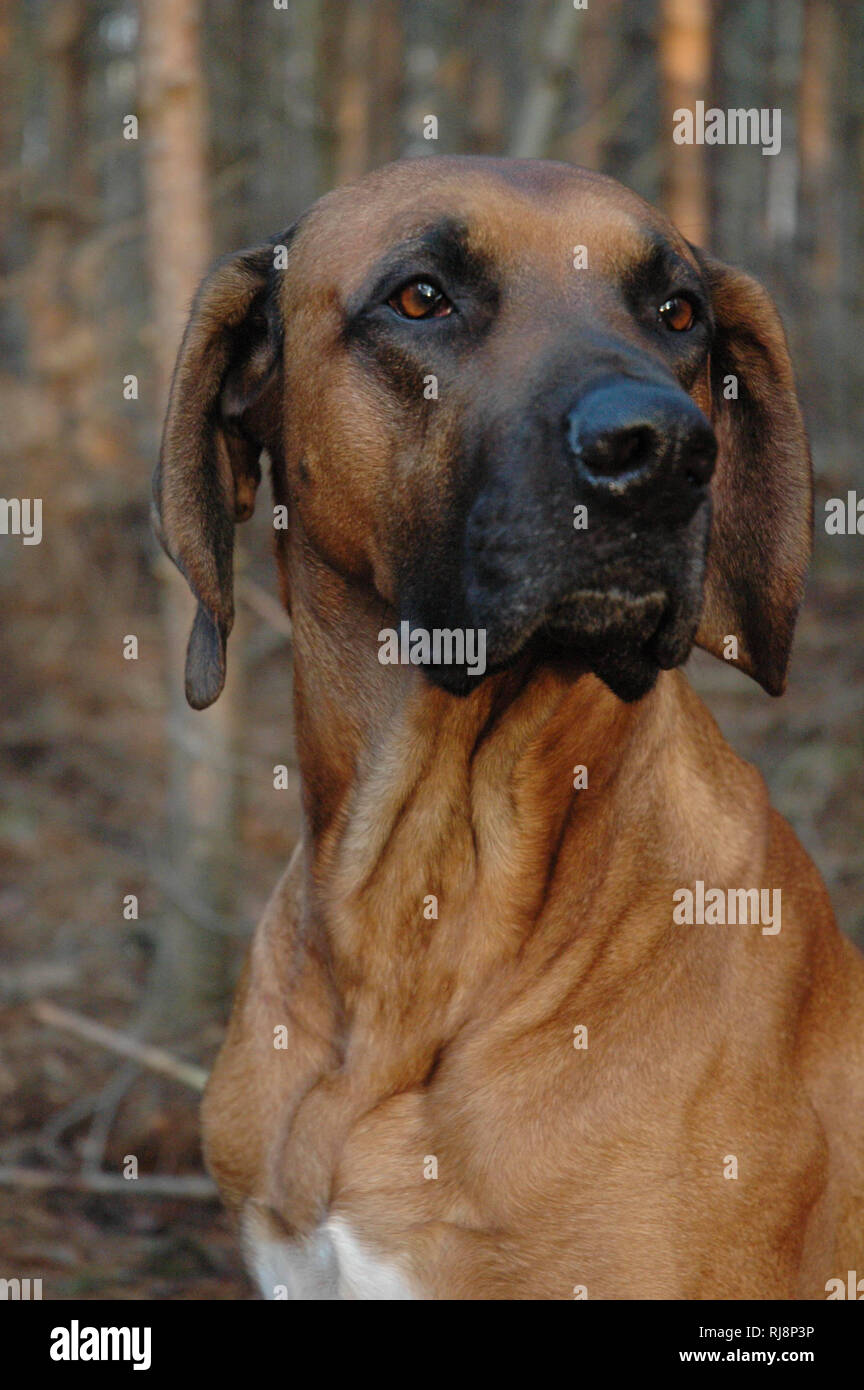 Rhodesian Ridgeback, Porträt Stock Photo - Alamy