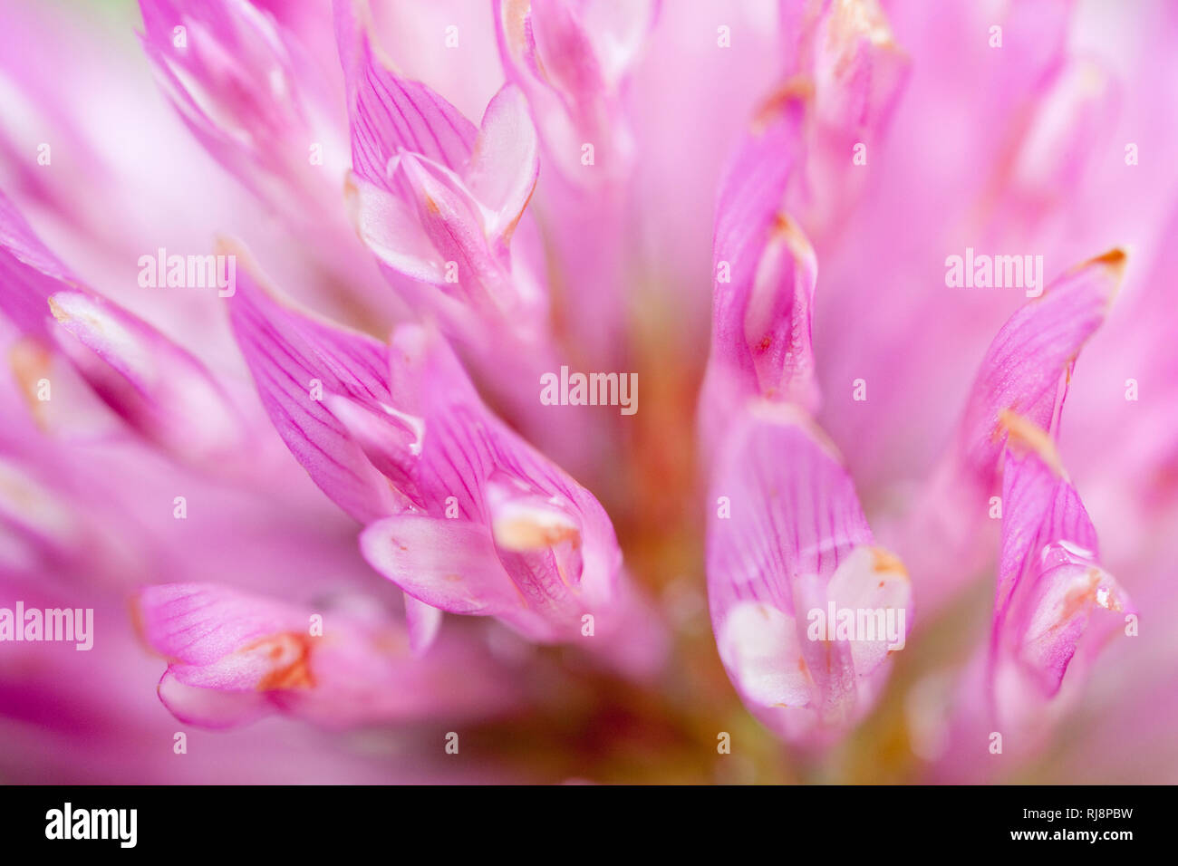 Rosa klee hi-res stock photography and images - Alamy